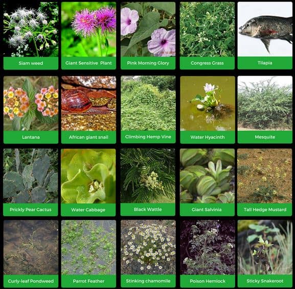 This August, track the aliens down! - Citizen Matters