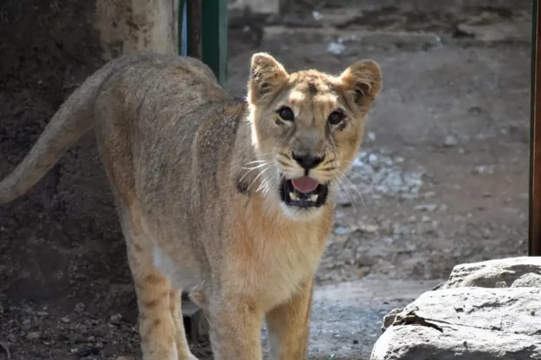 Lion safari in Sanjay Gandhi National Park to re-open with newcomers ...