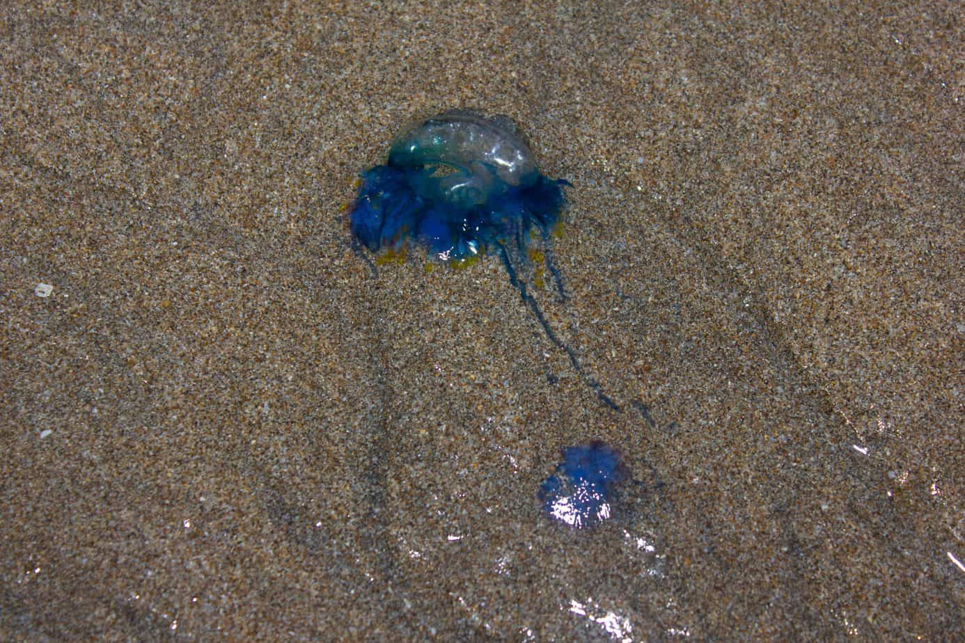 Beautiful blue creatures can sting during monsoon beach walks - Citizen ...