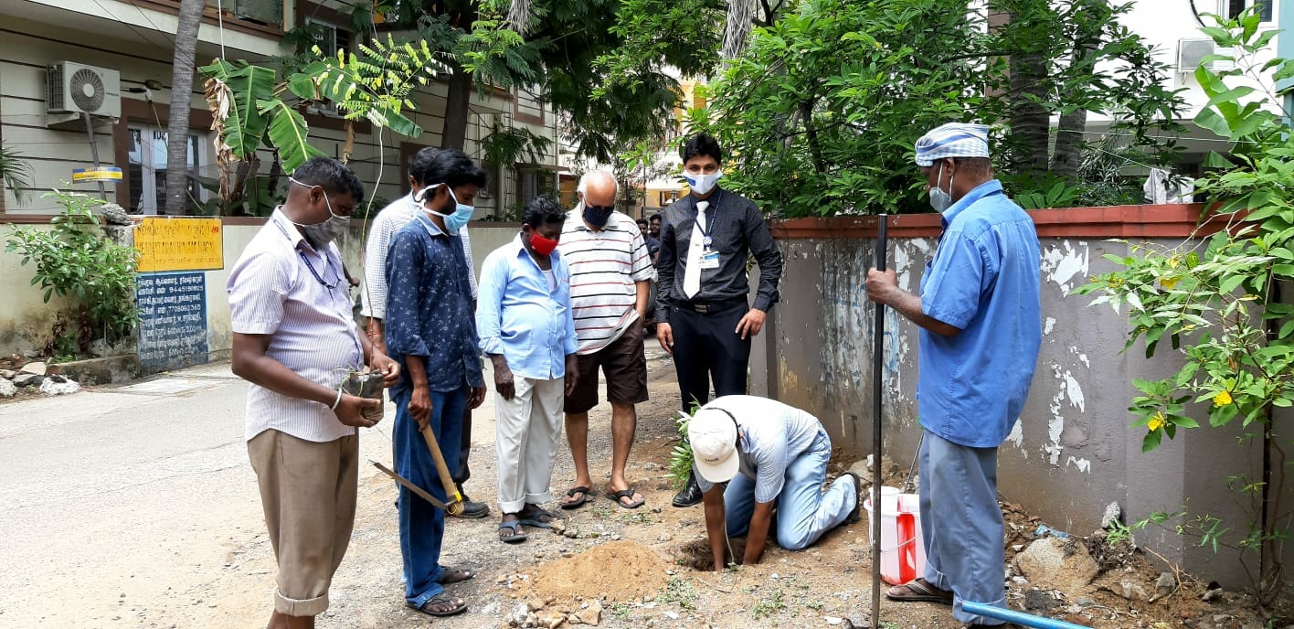 Many tree plantation drives in Chennai bear no fruit - Citizen Matters
