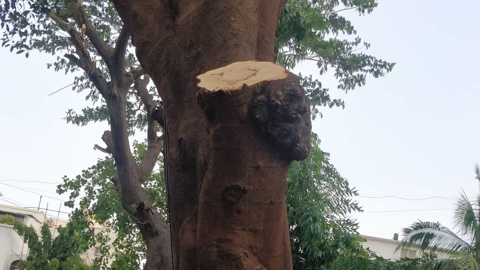 Here's how you can prune the trees with empathy - Citizen Matters