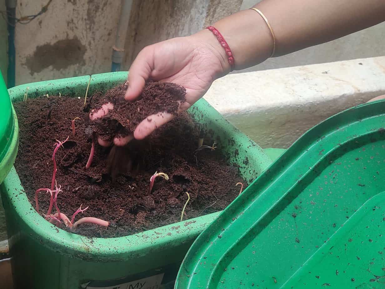 Home-composting in Chennai: How are people transforming kitchen waste ...