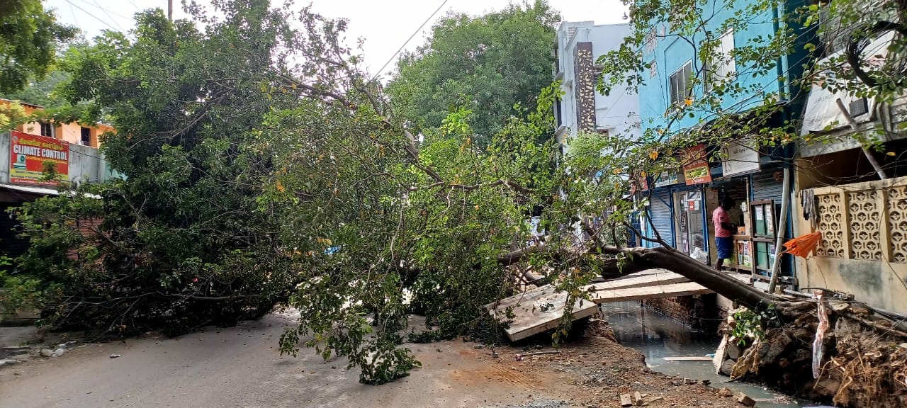 Chennai's trees lack protection despite presence of District Green ...