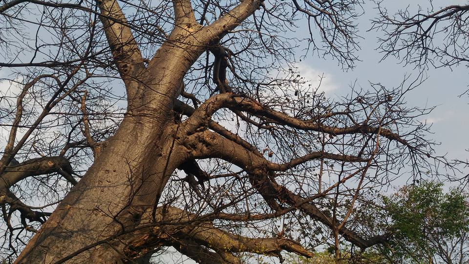 Can Baobab trees in Mumbai be given heritage status? - Citizen Matters