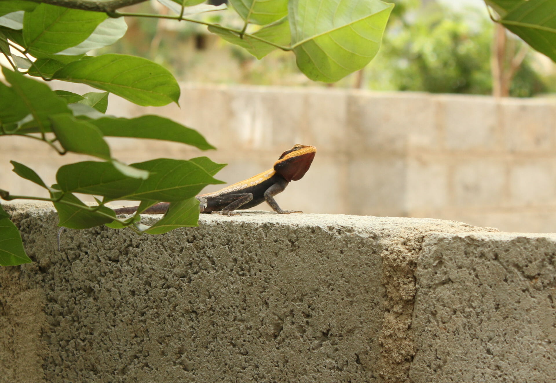 Why you will rarely see the once-common Rock Agama lizard in Bengaluru ...
