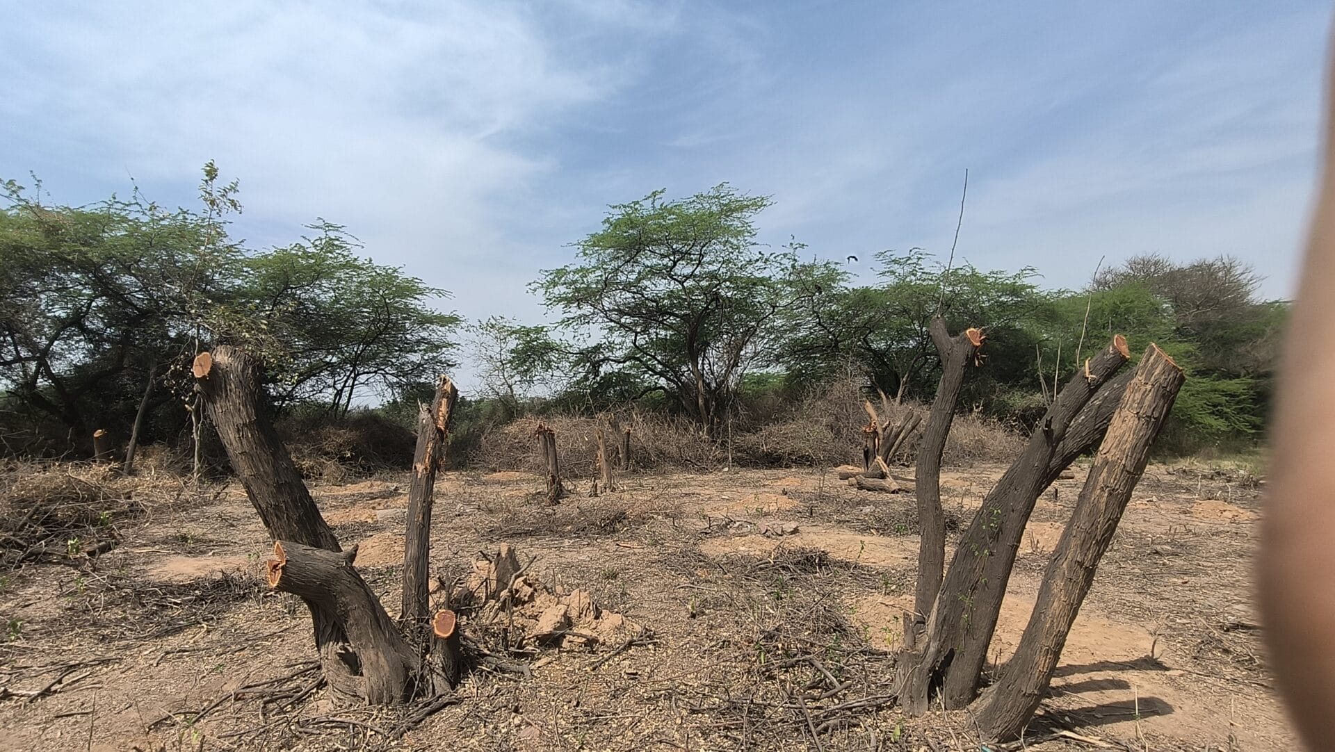 Sanjay Van saga: Forest or park, what does Delhi need? - Citizen Matters