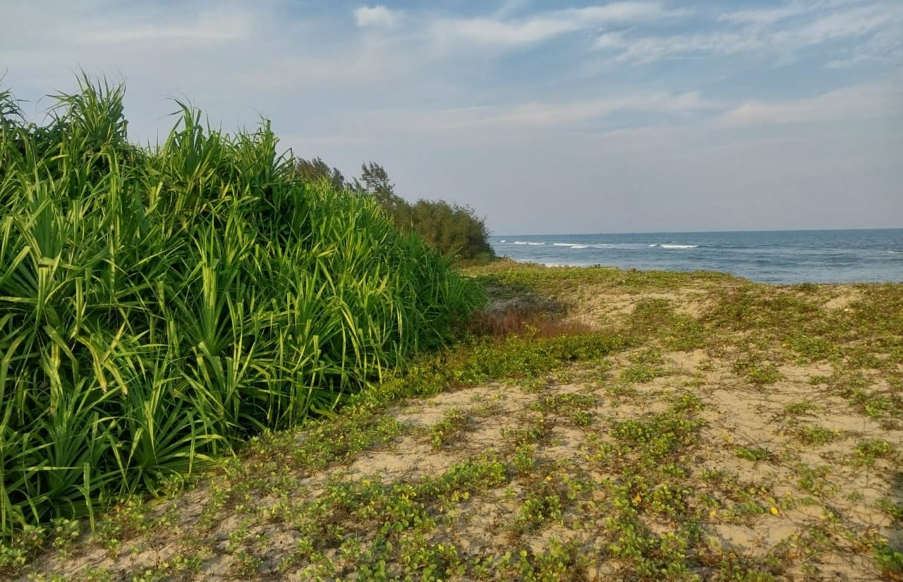 Concerns over levelling of sand dunes: Beach development at what cost ...